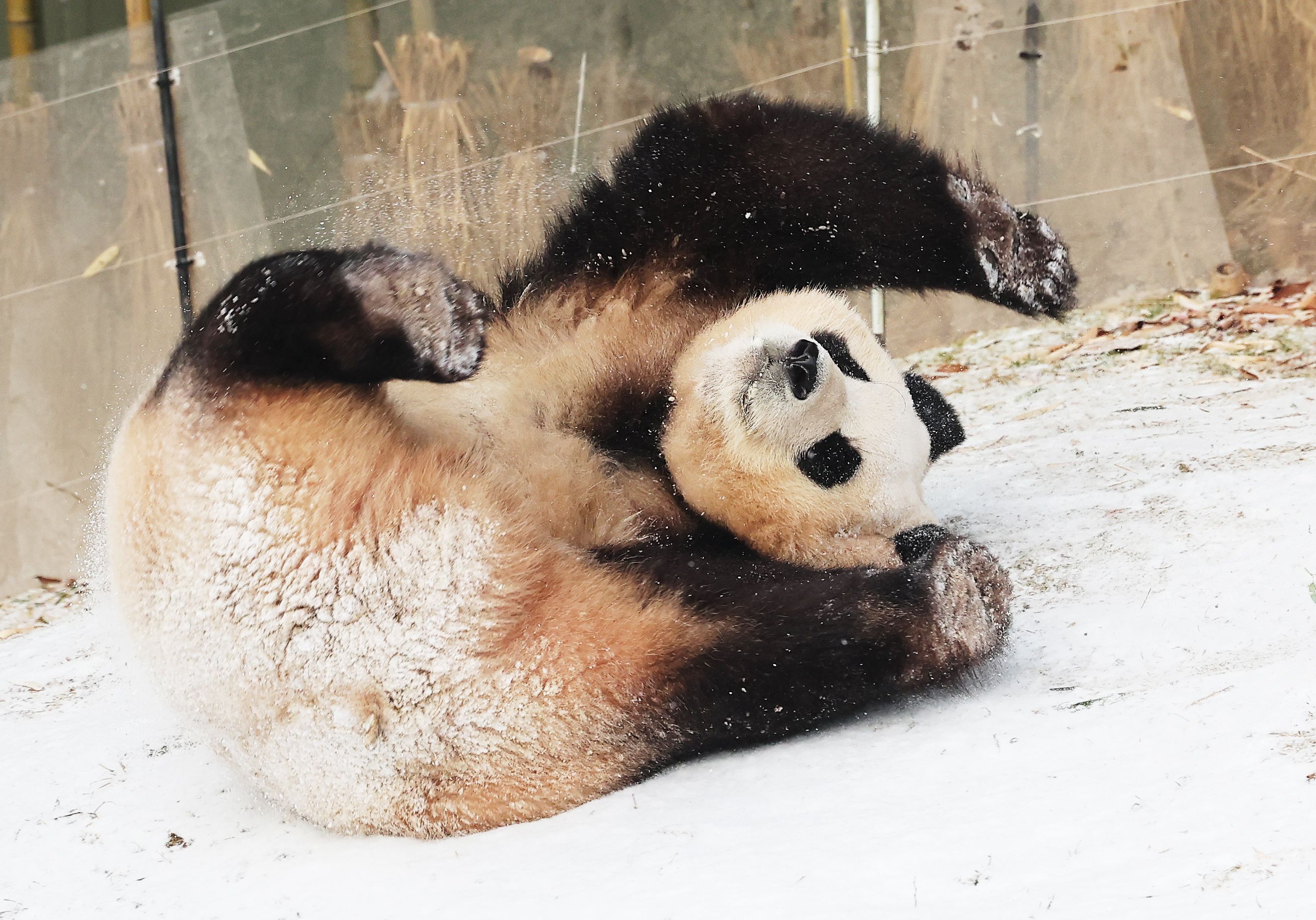 [Jandi's News Debriefing 🗞️ #4] Everything to know about Everland panda ...