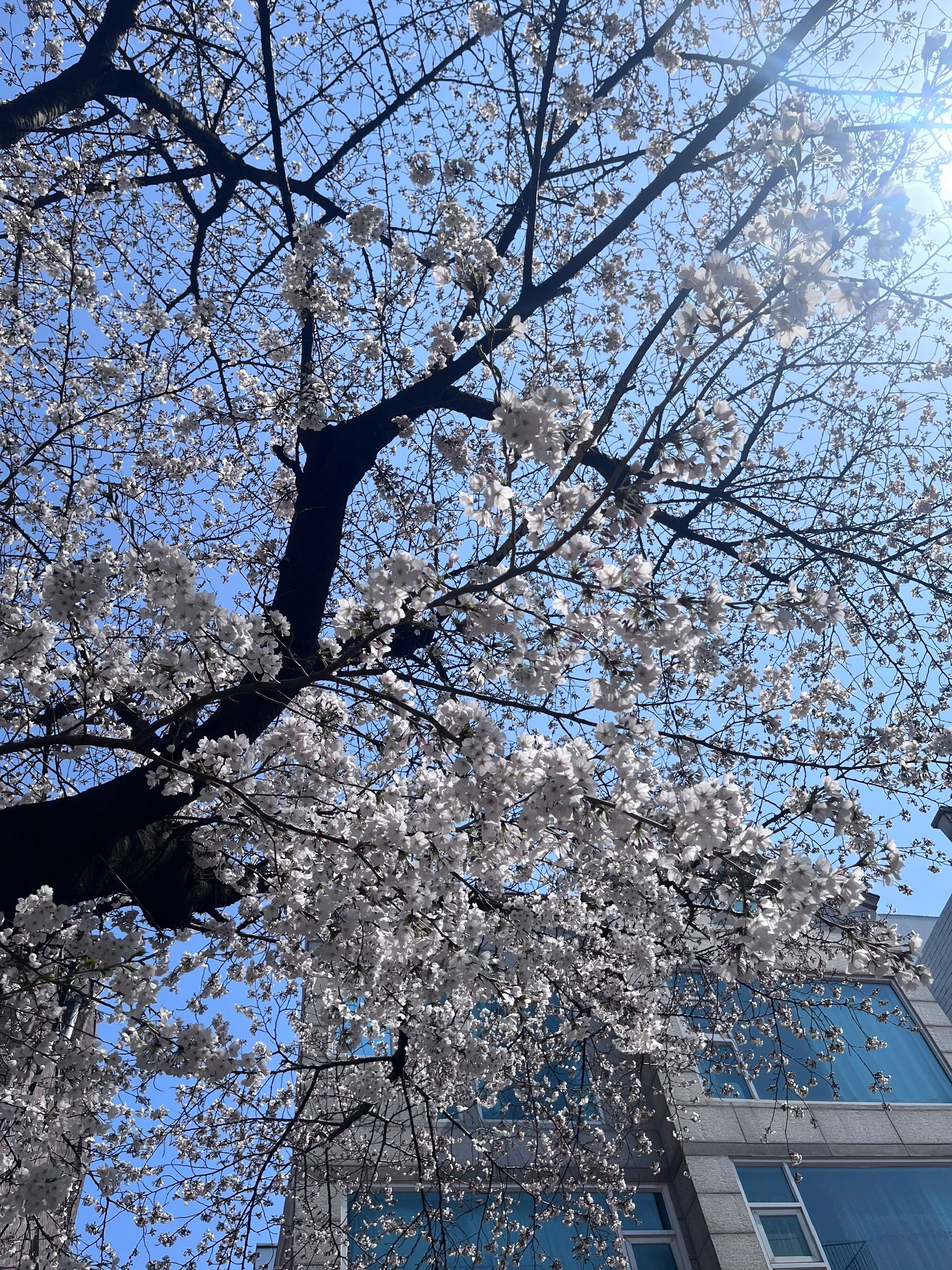 Sogang University | K-campus